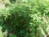 Buy Atherton Raspberry Plant - Rubus fraxinifolius