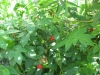 Buy Atherton Raspberry Plant - Rubus fraxinifolius