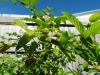 Buy Atherton Raspberry Plant - Rubus fraxinifolius