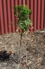 Buy Small Leaf Tamarind Tree in Australia - Diploglottis campbellii