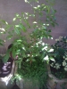 Buy Small Leaf Tamarind Tree in Australia - Diploglottis campbellii