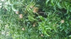 Buy Small Leaf Tamarind Tree in Australia - Diploglottis campbellii