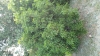 Buy Small Leaf Tamarind Tree in Australia - Diploglottis campbellii