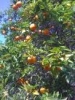 Buy Tangelo Minneola Fruit Trees - Citrus reticulata x C. paradisi