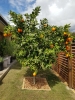Buy Tangelo Minneola Fruit Trees - Citrus reticulata x C. paradisi