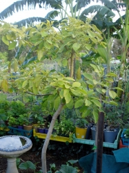 Avocado Fuerte (B) Tree - Persea americana