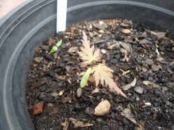 Linton's Edible Backyard