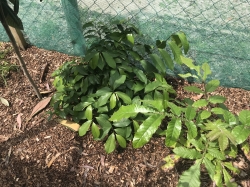 Buy Bolwarra Australian Bush Food Tree (Eupomatia laurina)