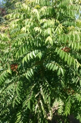 Curry Tree Herb - Murraya koenigii