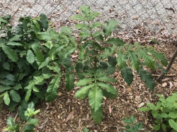 Buy NSW Davidson Plum Fruit Trees (Davidsonia jerseyana)