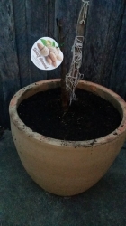 Dwarf Almond - , Prunus dulcis