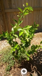 Dwarf Lemon Meyer Tree - Citrus limon