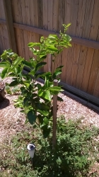 Dwarf Lime Tahitian Tree - Citrus latifolia