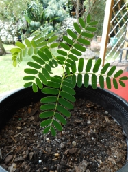 Linton's Edible Backyard