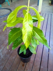 Buy Giant Lau Lau Fruit Trees in Australia (Eugenia megacarpa)