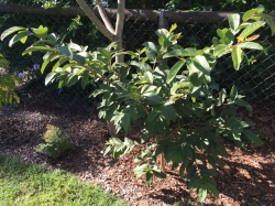 My Edible Fruit Trees: Guava Trees QLD
