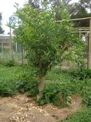 Lime Tahitian Tree - Citrus latifolia