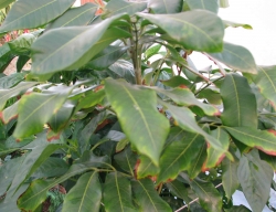 My Edible Fruit Trees: Asian Trees