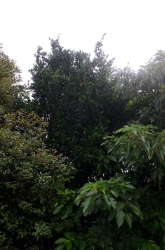 Mandarin Emperor Tree - Citrus reticulata