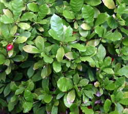 Miracle Fruit - Synsepalum dulcificum