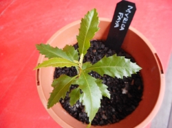 Linton's Edible Backyard