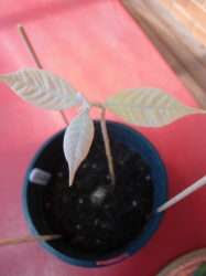 Linton's Edible Backyard