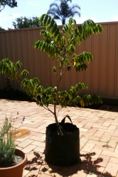 My Edible Fruit Trees: Panama Berry Trees