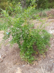 Pomegranate Wonderful Tree - Punica granatum