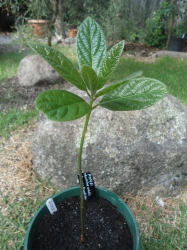 Linton's Edible Backyard