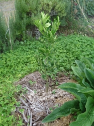 Tangelo Seminole Tree - Citrus reticulata x C. paradisi
