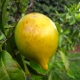 Buy Abiu Fruit Trees in Australia (Pouteria caimito)