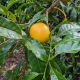 Buy Abiu Fruit Trees in Australia (Pouteria caimito)