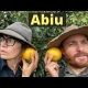 Buy Abiu Fruit Trees in Australia (Pouteria caimito)
