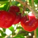 Buy Acerola Cherry Florida Sweet Fruit Trees (Malpighia emarginata)