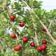 Buy Acerola Cherry Florida Sweet Fruit Trees (Malpighia emarginata)