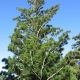 Araucaria cunninghamii Hoop pine Tree