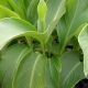 Buy Arrowroot Edible Plants (Canna edulis)