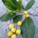 Buy Lemon Aspen Rainforest Trees (Acronychia acidula)