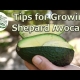 Buy Shepard Avocado Grafted Fruit Trees (Persea americana)