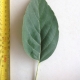 Buy Shepard Avocado Grafted Fruit Trees (Persea americana)