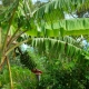 Banana - Pisang Ceylan, Musa acuminata