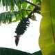 Banana - Pisang Ceylan, Musa acuminata
