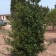 Bay Tree Plant - Laurus nobilus