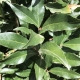 Bay Tree Plant - Laurus nobilus