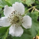 Berry Youngberry Tree - Rubus ursinus