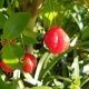 Brazilian Cherry - Eugenia uniflora is an evergreen fruit tree