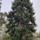 Buy Bunya Nut Trees in Australia (Araucaria bidwilli)