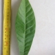 Canistel Tree - Pouteria campechiana