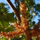 Buy Carob Fruit Tree - Ceratonia siliqua