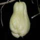Buy White Choko Vines (Plant) - Sechium edule